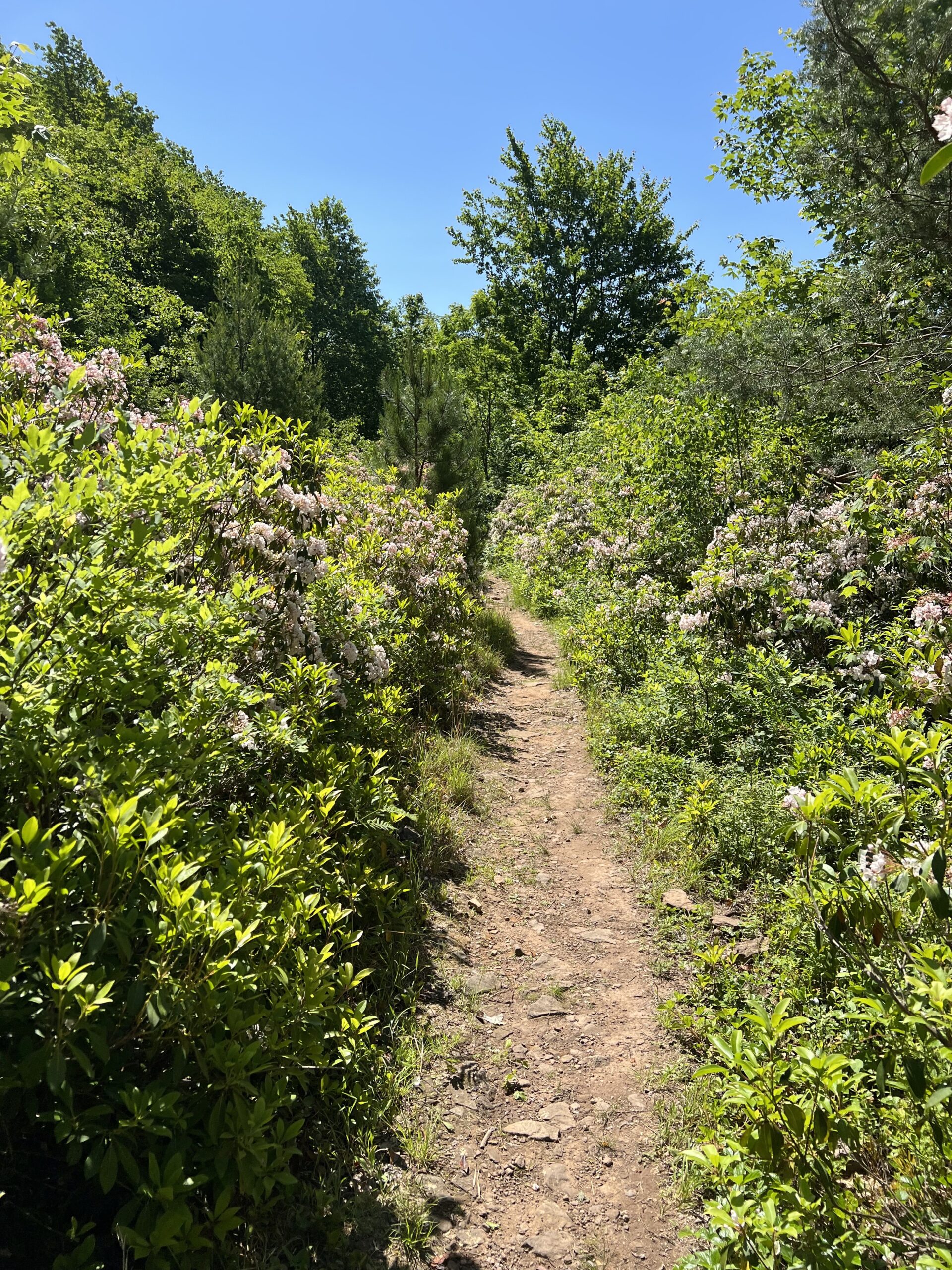 The Best Hiking Trails in Deep Creek Lake, Maryland - Postcards From Carrie